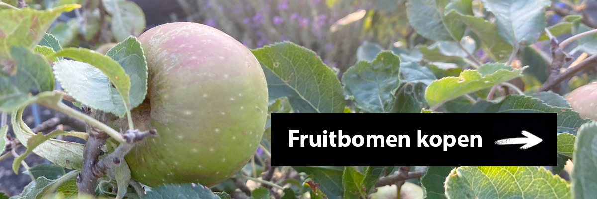 Kun je pruimen kweken uit pit?