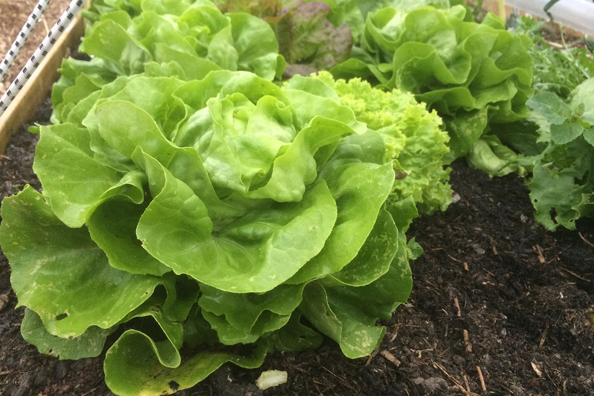 Bemesting sla planten: alles wat je moet weten
