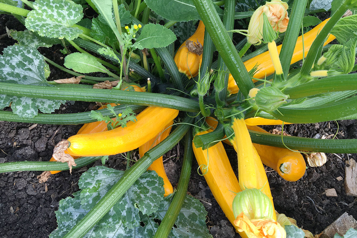 Courgette kweken: een zonnige toevoeging aan je moestuin