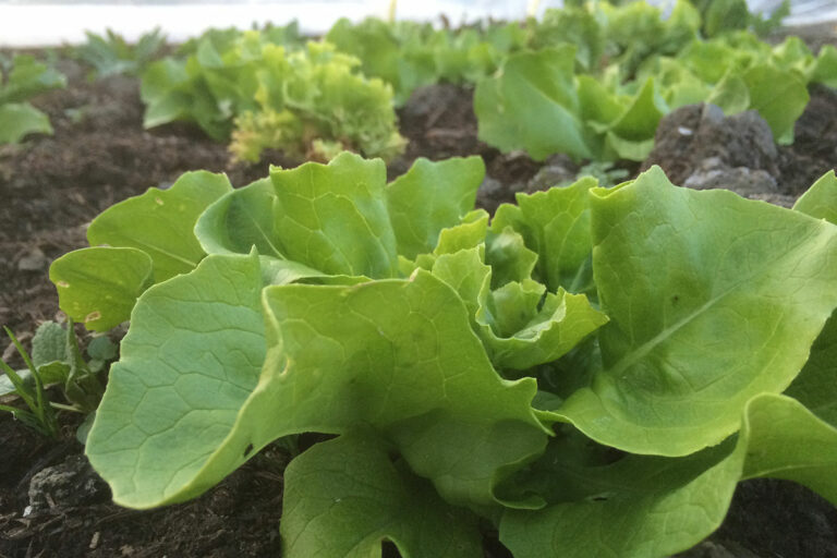 Sla plantjes kopen: tips en tricks