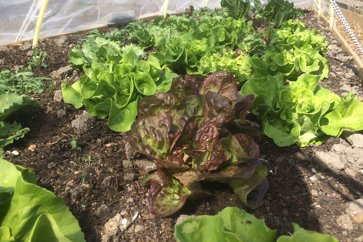 Sla plantjes kopen: tips en tricks