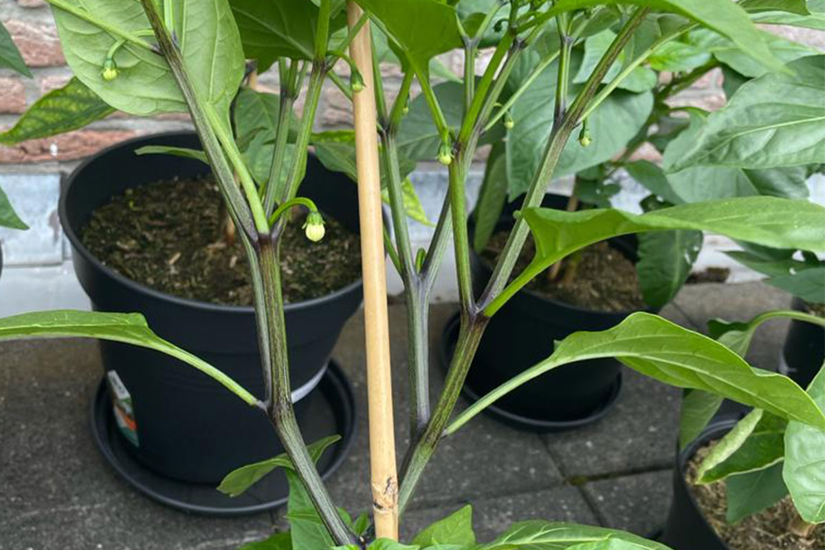 Pepers kweken voor beginners