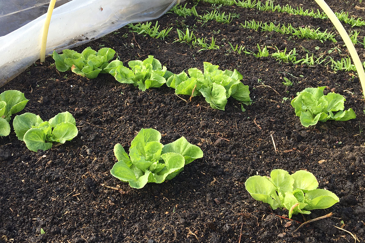 Moestuin aanleggen voor beginners: een stap-voor-stap gids