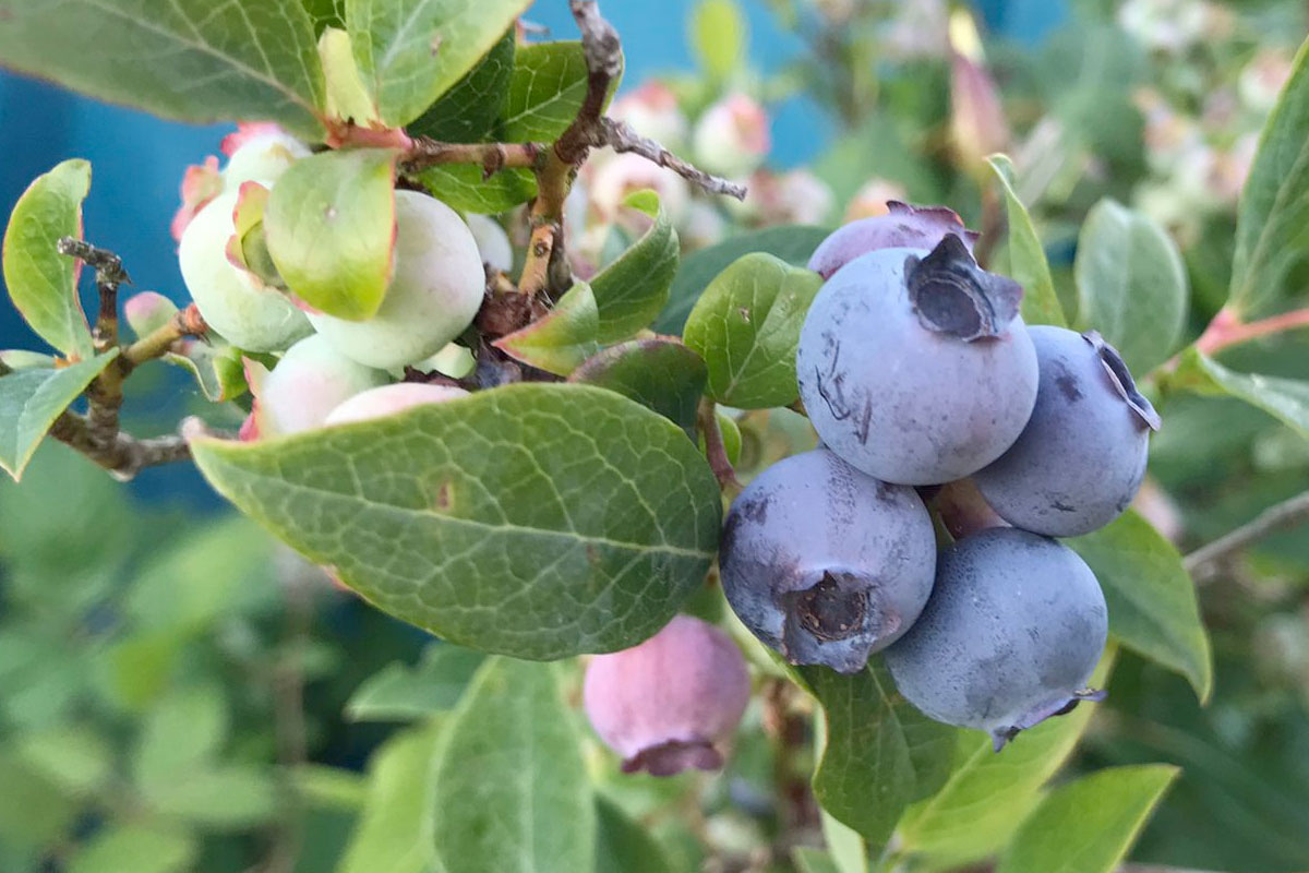 Wanneer blauwe bessen oogsten?