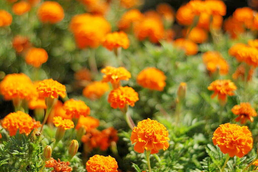 Afrikaantjes Planten in je Moestuin: De Geheime Bondgenoot voor een ...