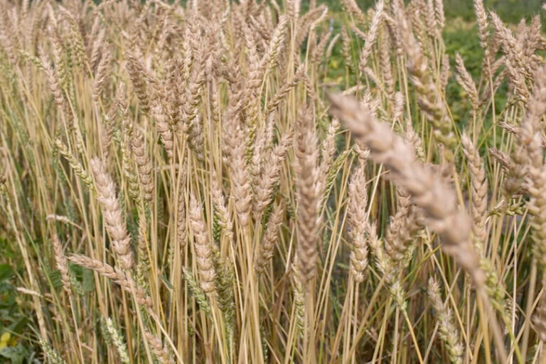 Graan Zaaien in je Moestuin: Alles wat je moet Weten voor een ...