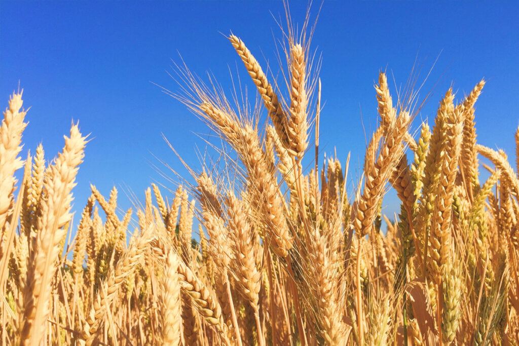 Graan Zaaien in je Moestuin: Alles wat je moet Weten voor een ...