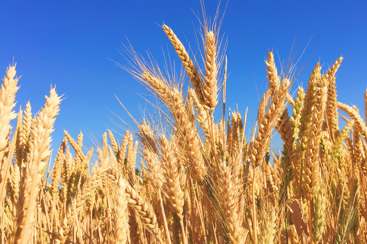 Graan Zaaien in je Moestuin: Alles wat je moet Weten voor een ...