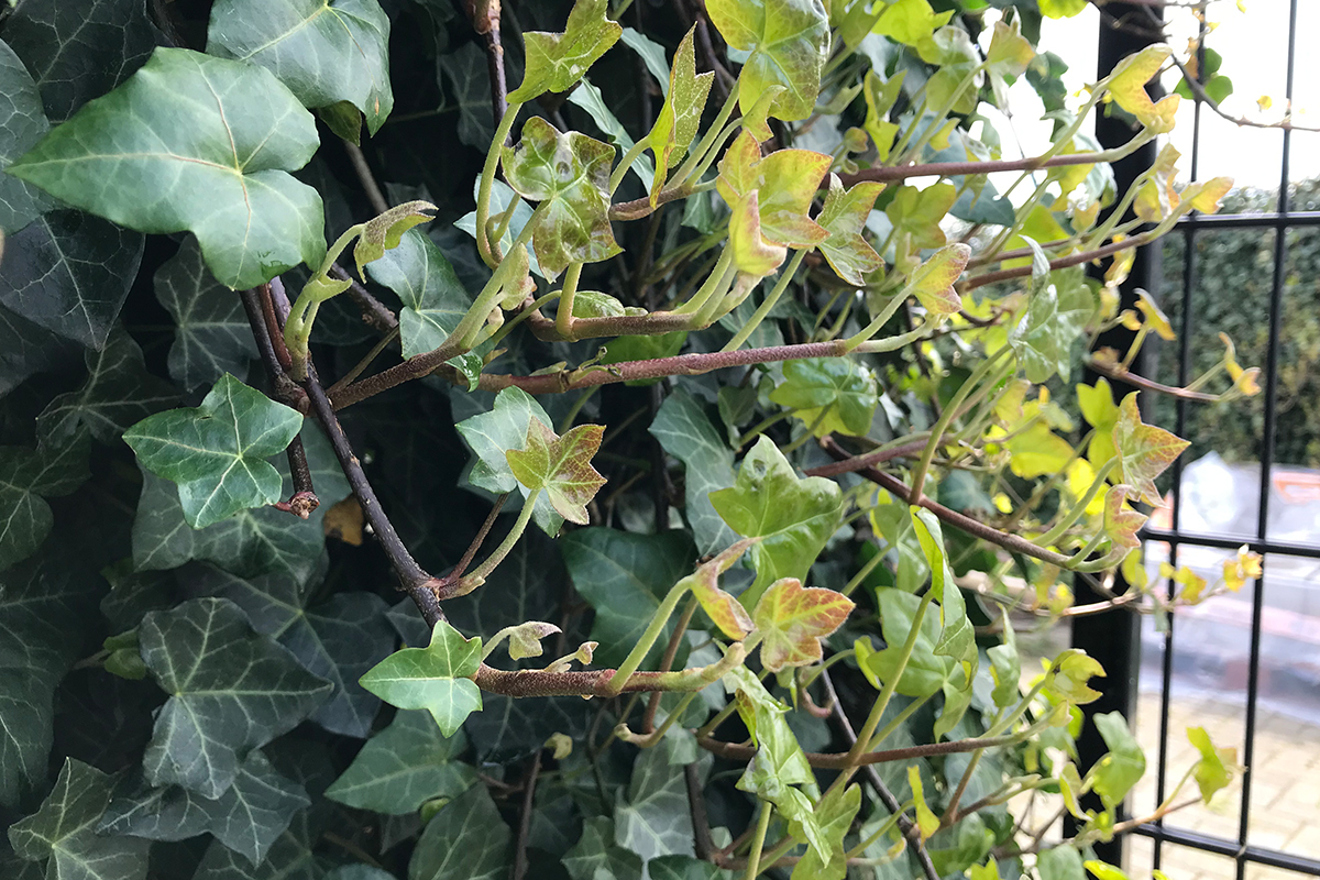 Kant-en-Klaar Heg Hedera: De Gemakkelijke Oplossing voor een Groene ...