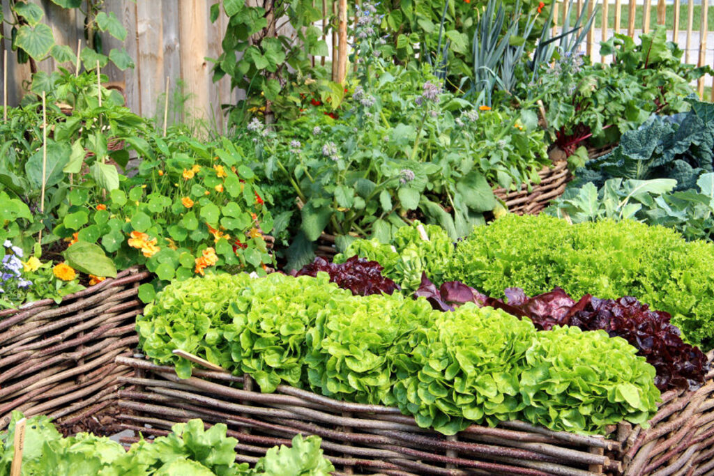 Biologisch Bemesten in de Moestuin: Duurzaam en Gezond voor Je Groenten