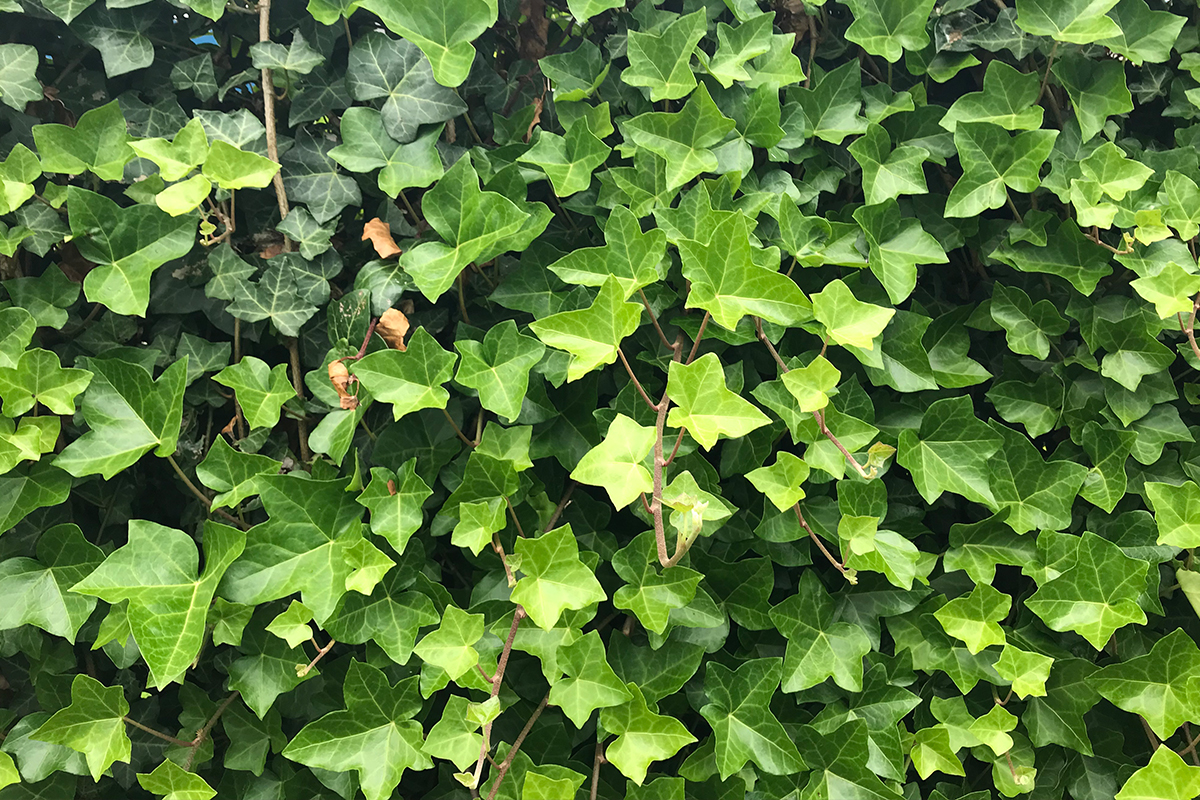 Tuinafscheiding met Hek en Hedera: Creëer een Groene en Privacyvolle Oase