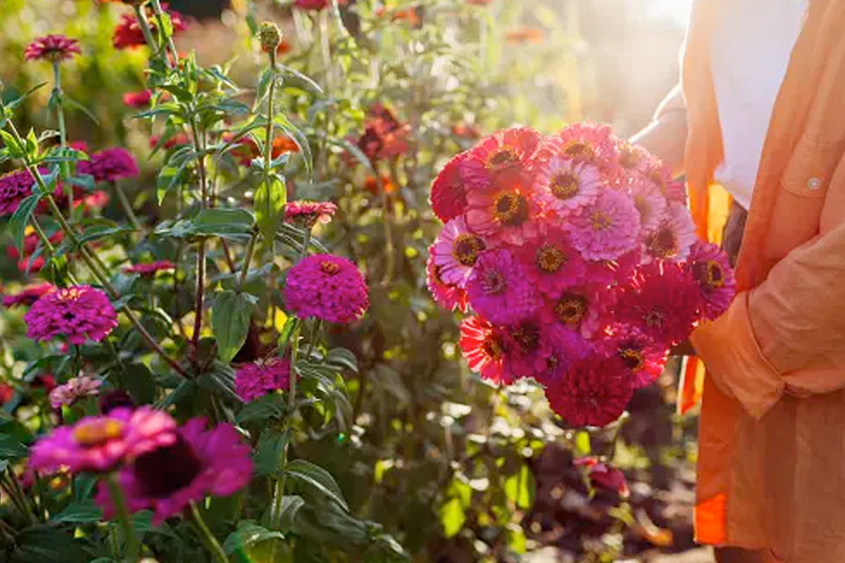 Snijbloemen in de Tuin