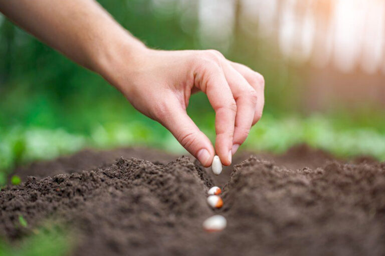 Wanneer Beginnen met Zaaien in de Moestuin?