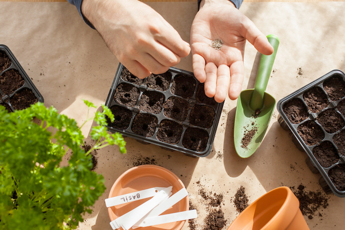 Wanneer Beginnen met Zaaien in de Moestuin?