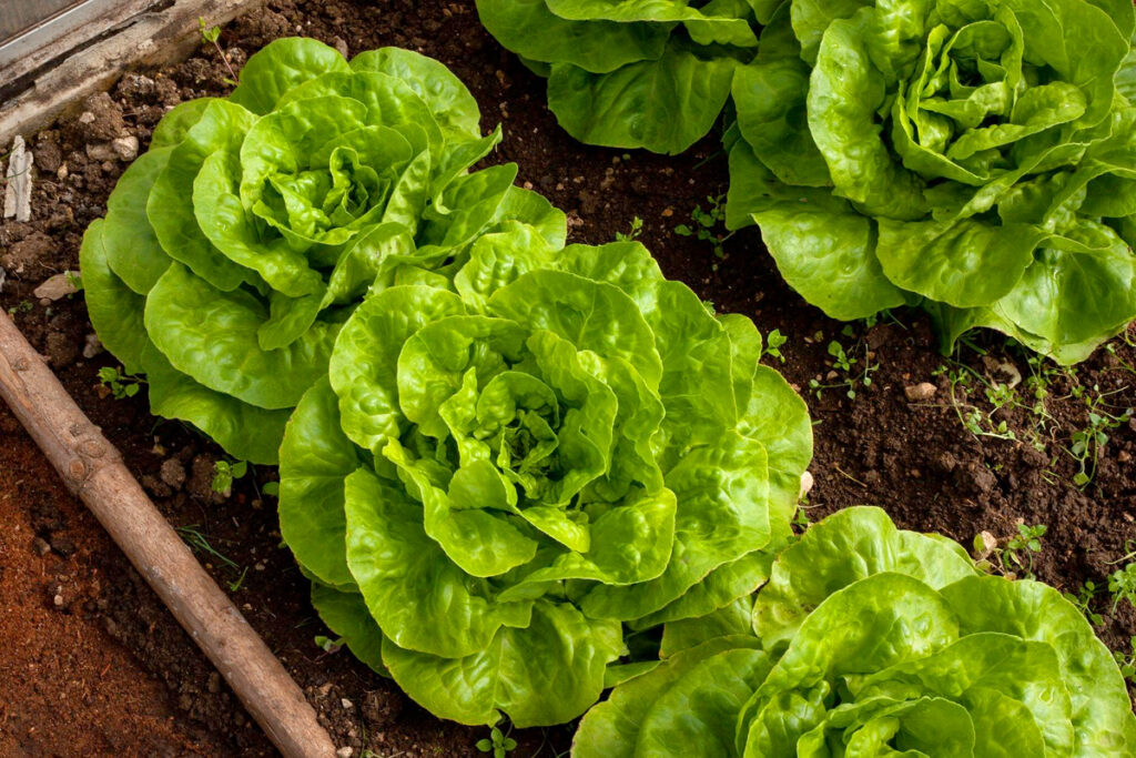 Hoe Kweek Je Snel Sla?