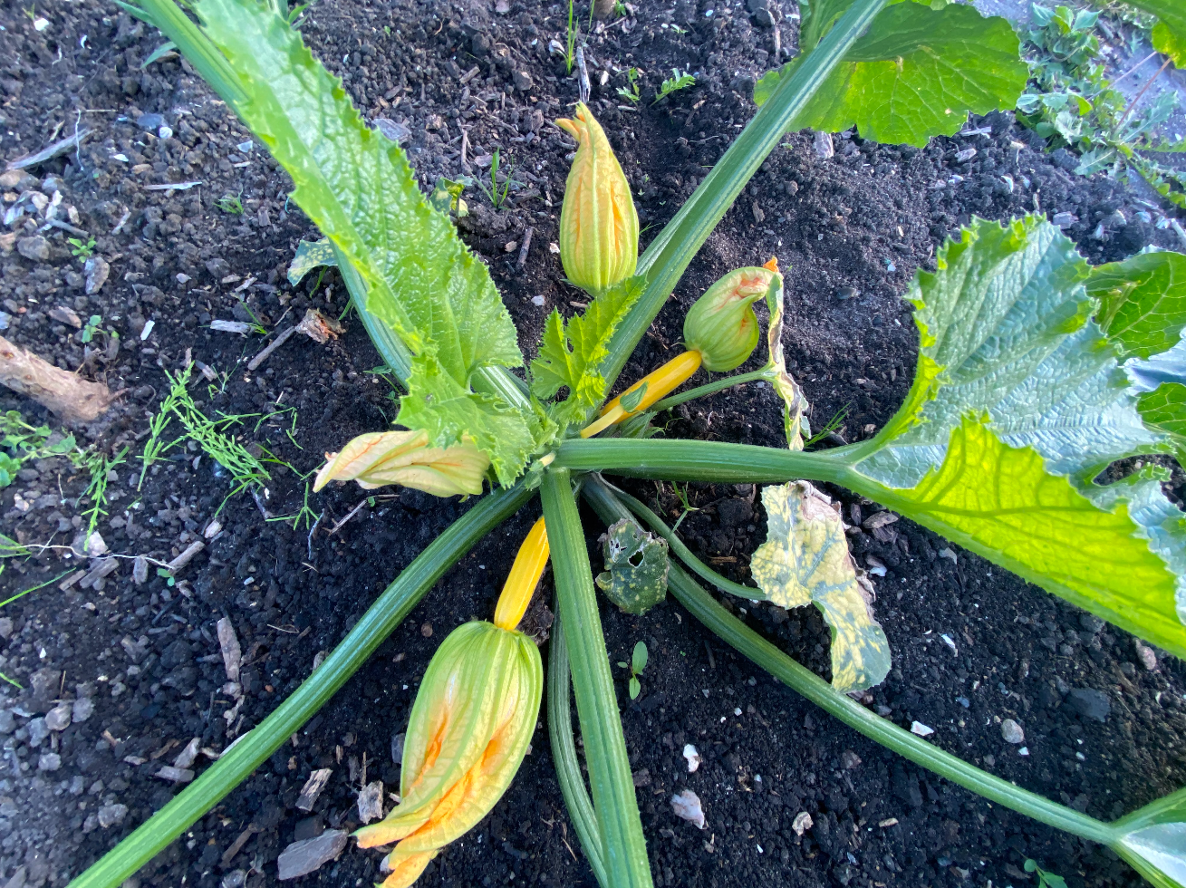Tips voor het Kweken van Courgette