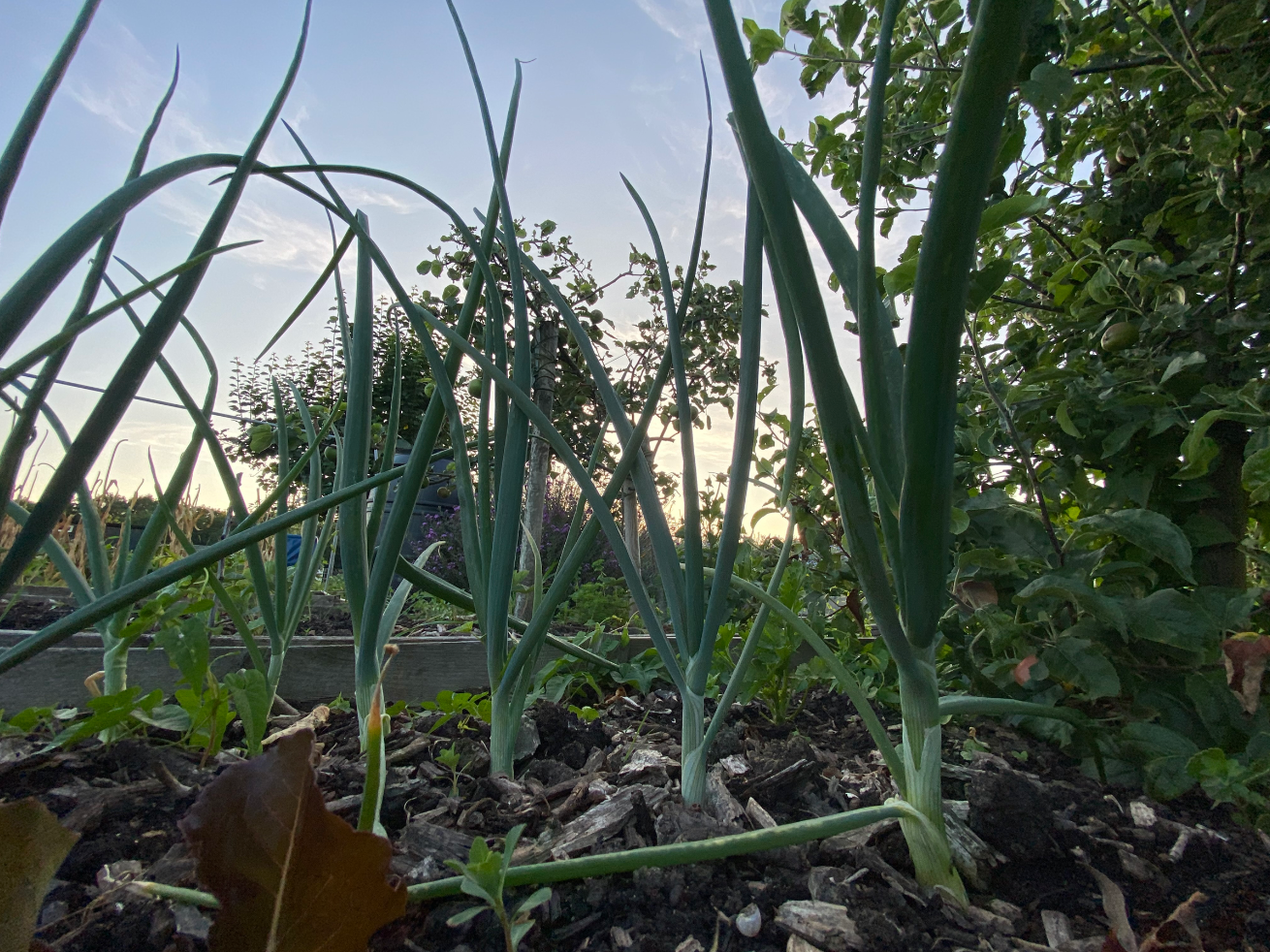 Uien in de moestuin: makkelijk, nuttig en smakelijk