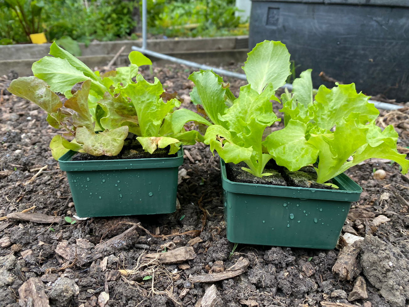 7 Tips voor een moestuin in bakken