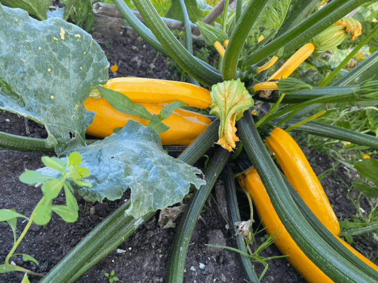 Courgette combinatieteelt: slimme buren in de moestuin