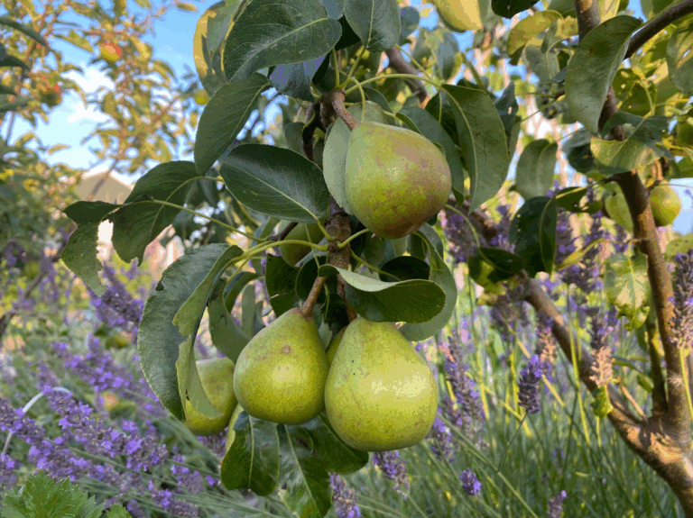 Waarom een fruitboom kopen een goed idee is