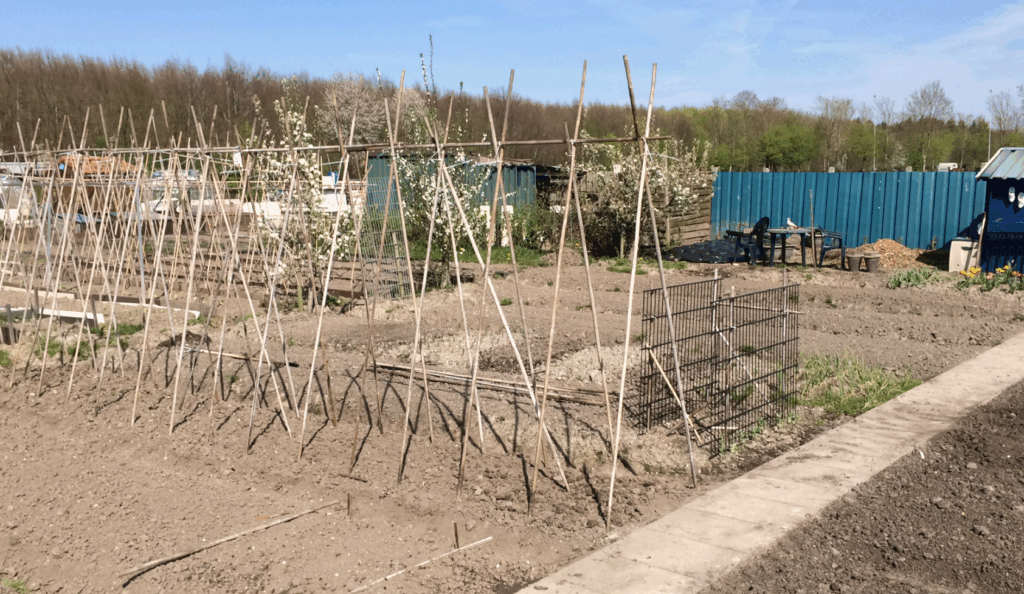 Moestuin aanleggen voor beginners