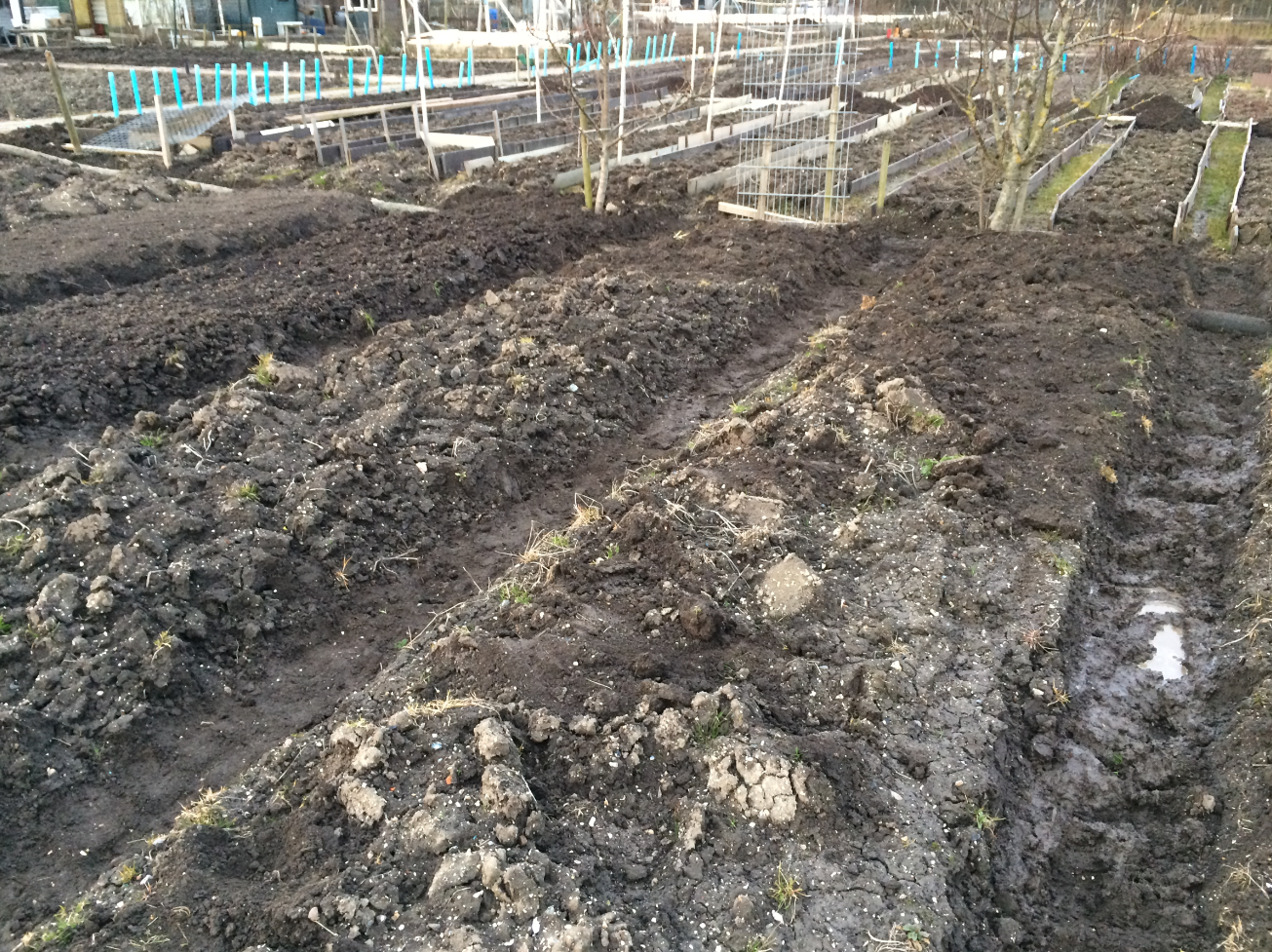 Moestuin aanleggen voor beginners