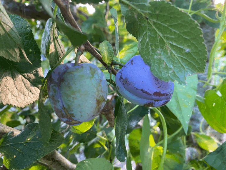 Kun je pruimen kweken uit pit?