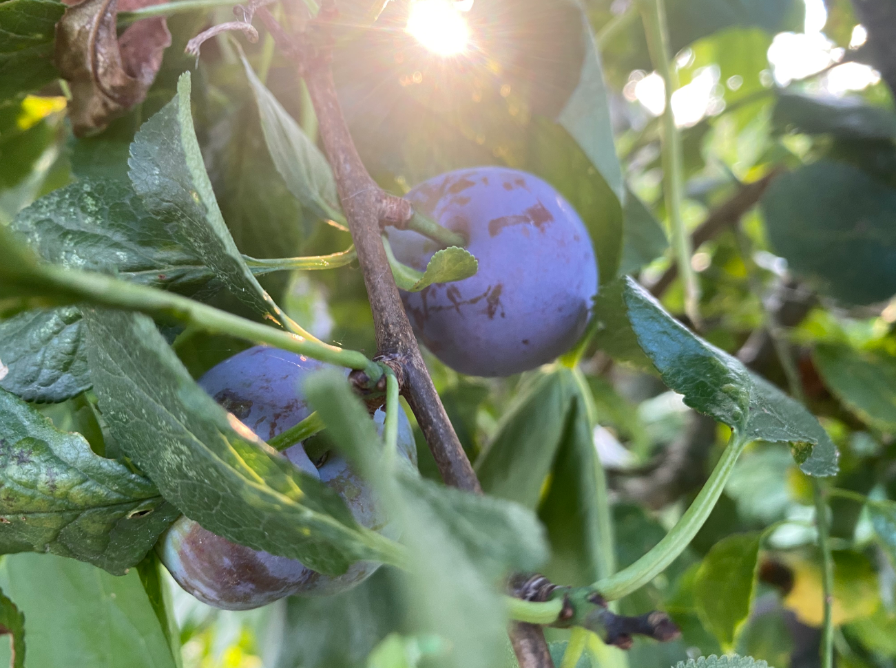 Kun je pruimen kweken uit pit?