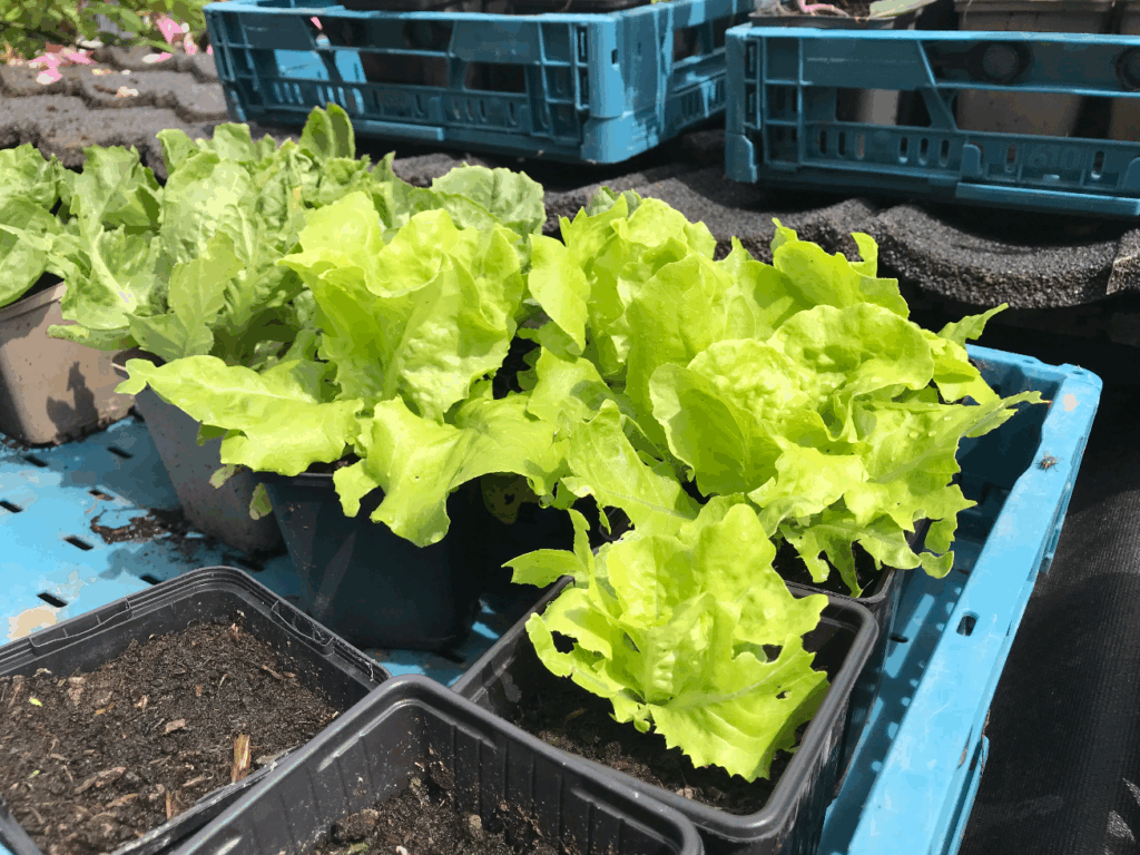 Sla plantjes online bestellen: makkelijk, snel en vers de tuin in