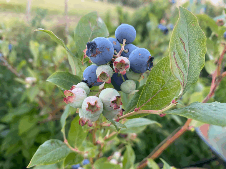 Waar kun je een blauwe bessenstruik kopen?