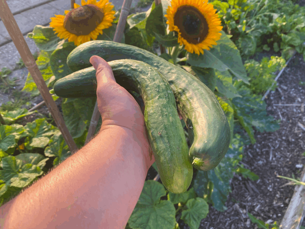 Zelf komkommers kweken: een frisse uitdaging in je moestuin