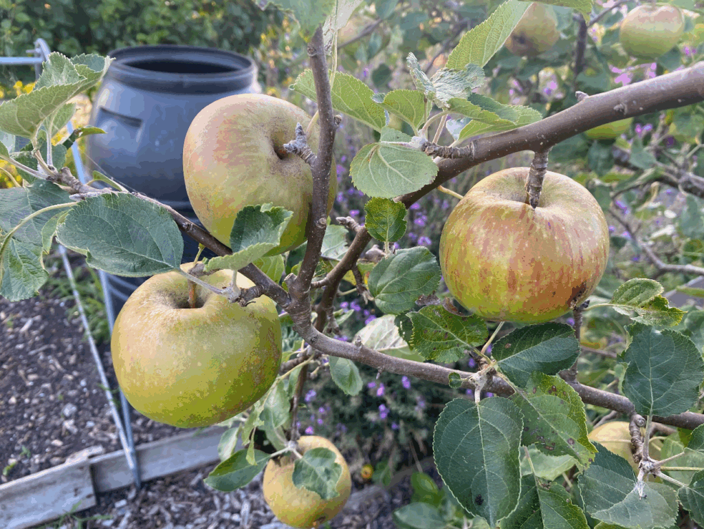 Appelbomen kwekerij: waarom kiezen voor de specialist?