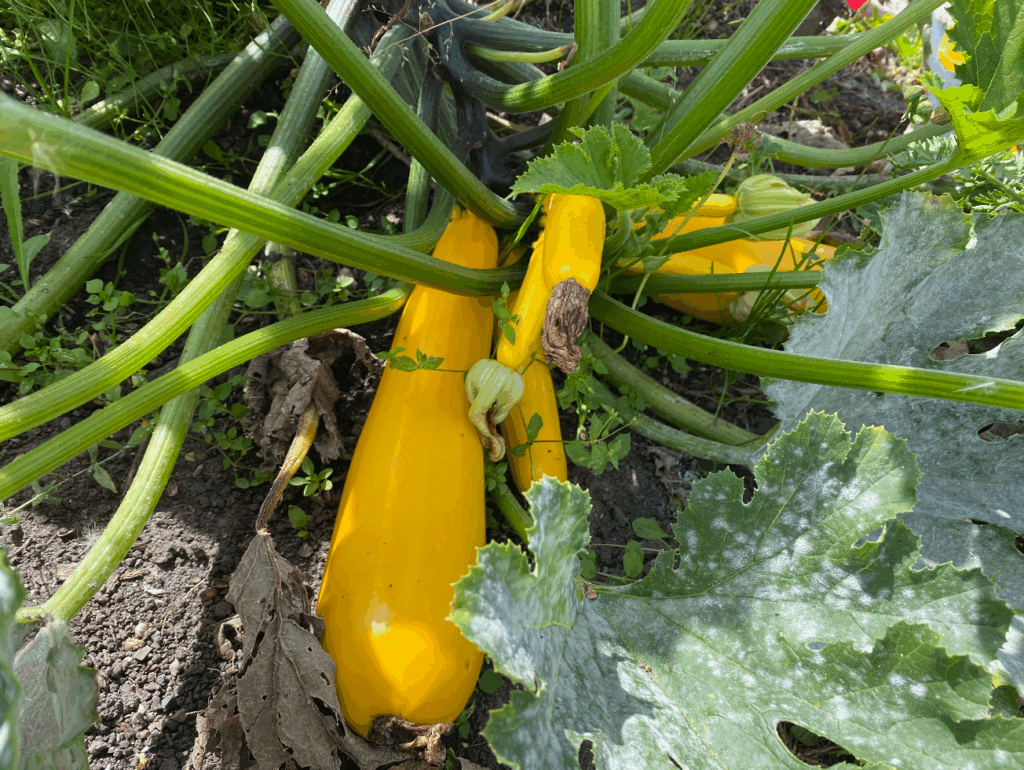 Gele courgette kweken?