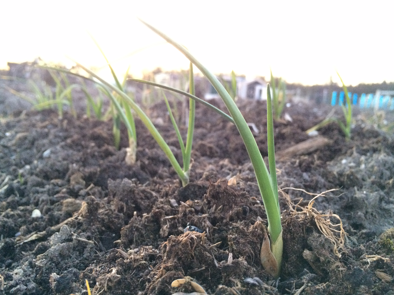 Wanneer winteruien planten?