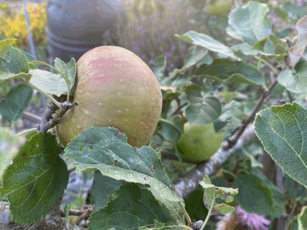Wat is een hoogstam appelboom?