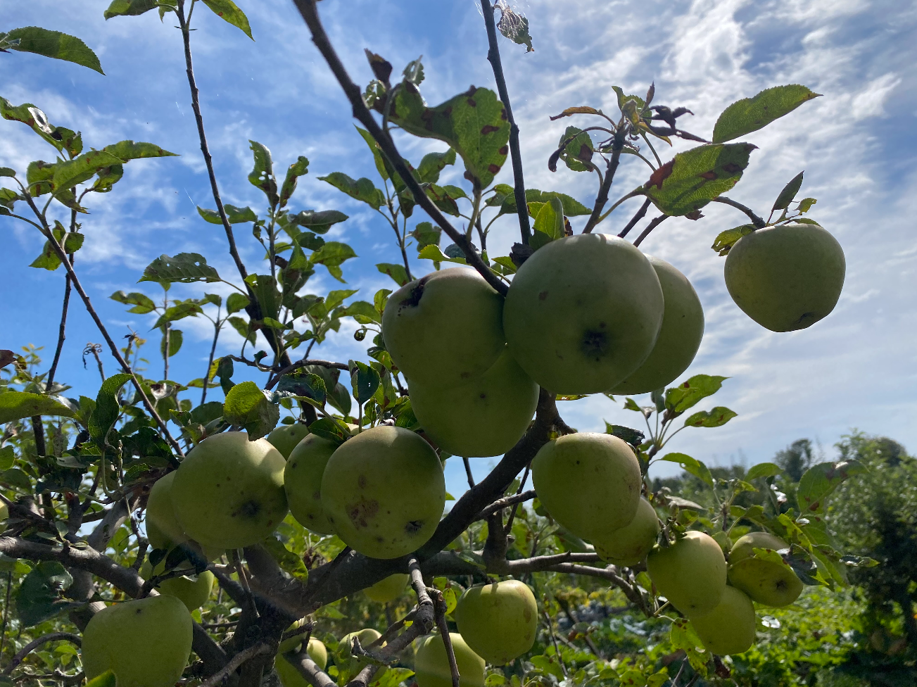 Wat zijn de beste appelbomen voor mijn tuin?