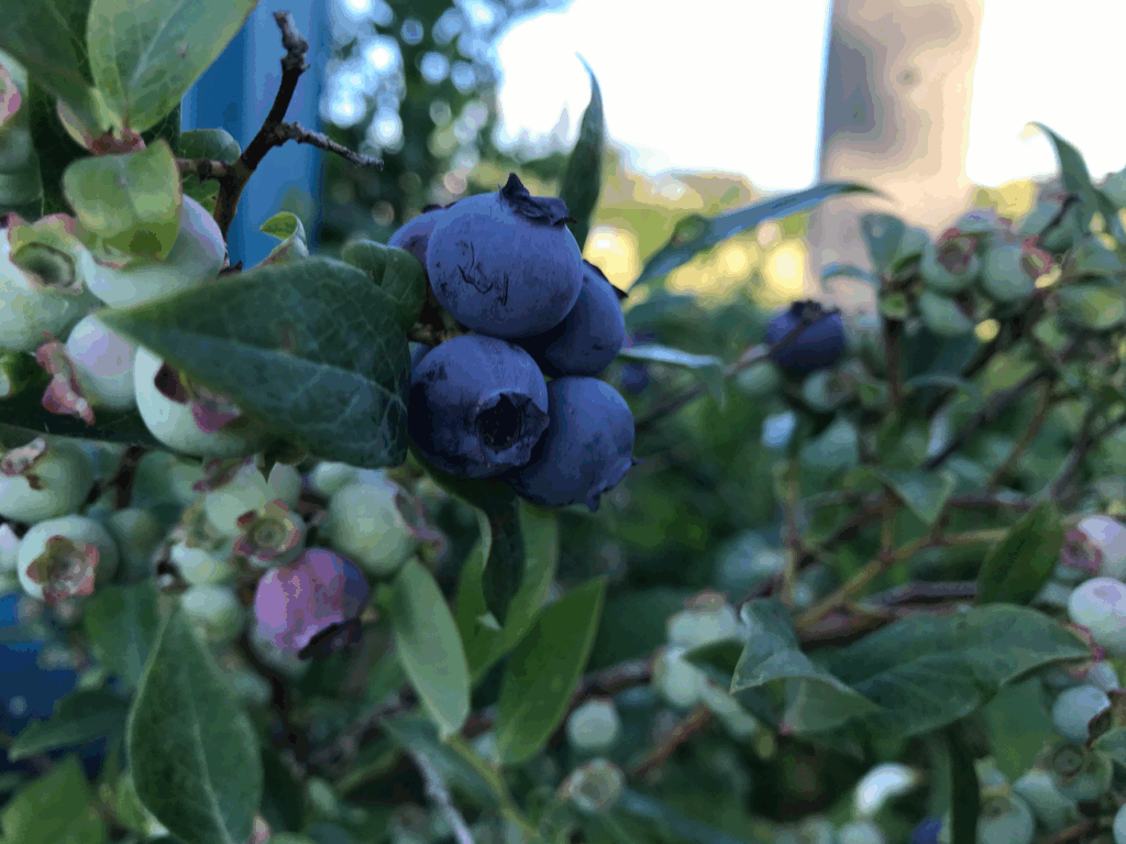 Kun je bessenstruiken planten in september?