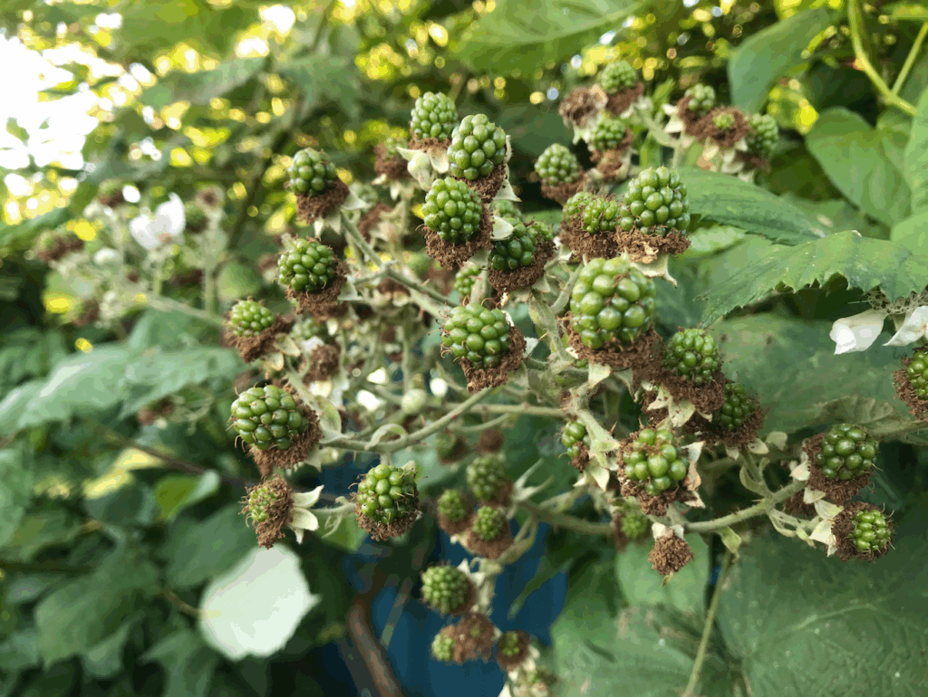 Kun je een bramenstruik planten in september?