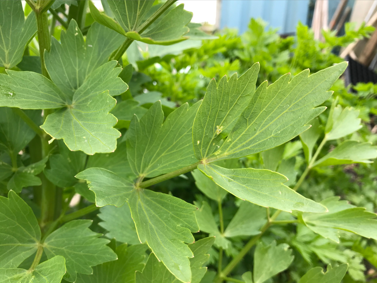 Wat is het verschil tussen lavas en maggiplant?