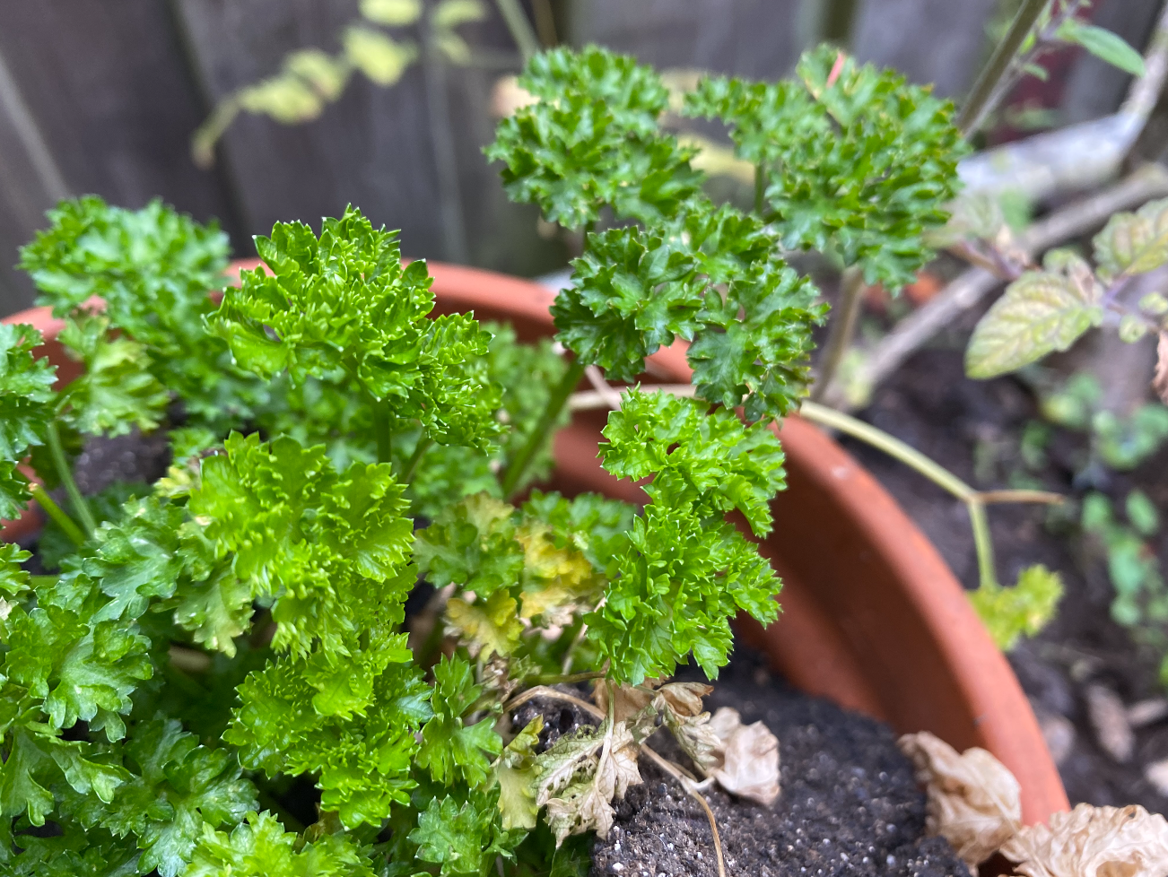 Welke maand peterselie planten?
