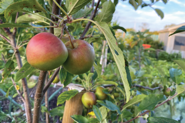 Appels kweken voor beginners: zo start je met vertrouwen