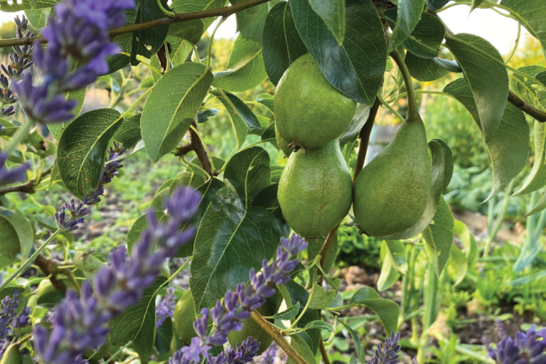 Peren kweken in je eigen tuin: zo pak je het aan