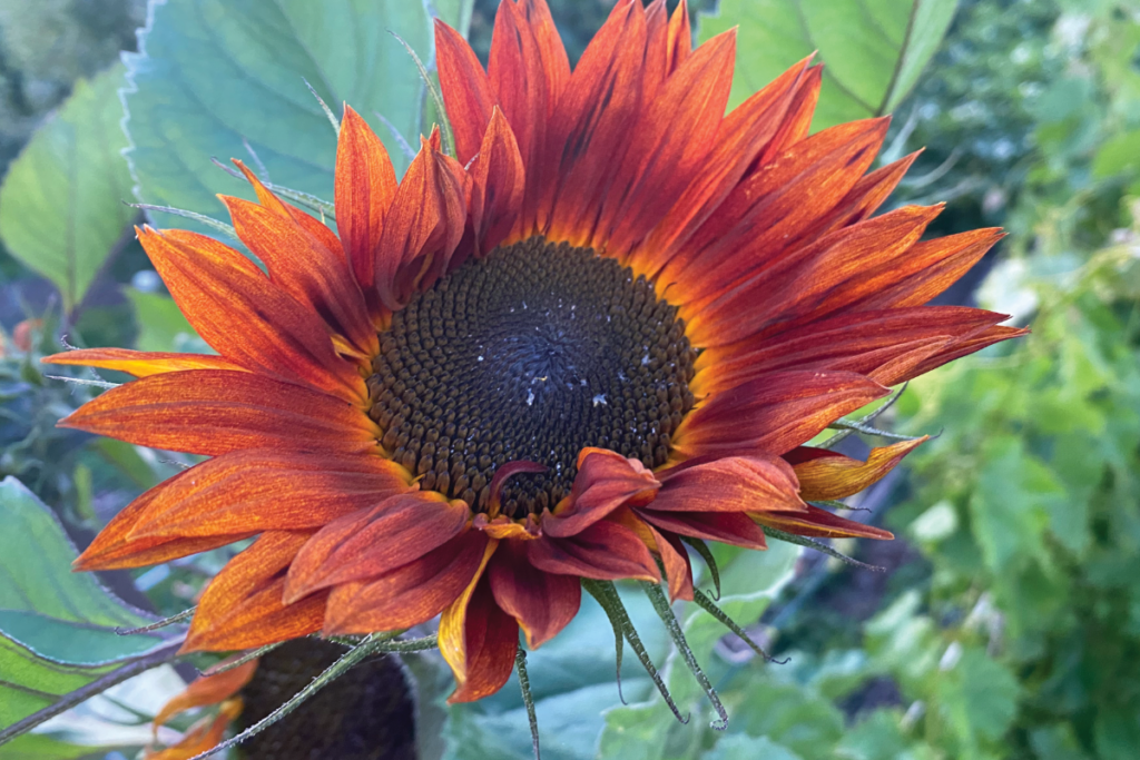 Tips voor het zaaien van zonnebloemen: zo geef je ze een sterke start