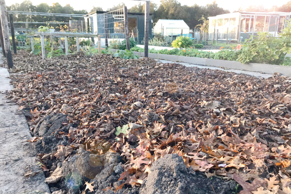 Wat is mulch en waarom is het zo waardevol in je tuin?